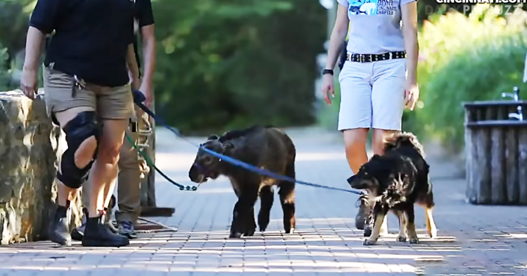 Dog Named Top Employee At Zoo But He Is Most Proud Of His Nanny Skills ...