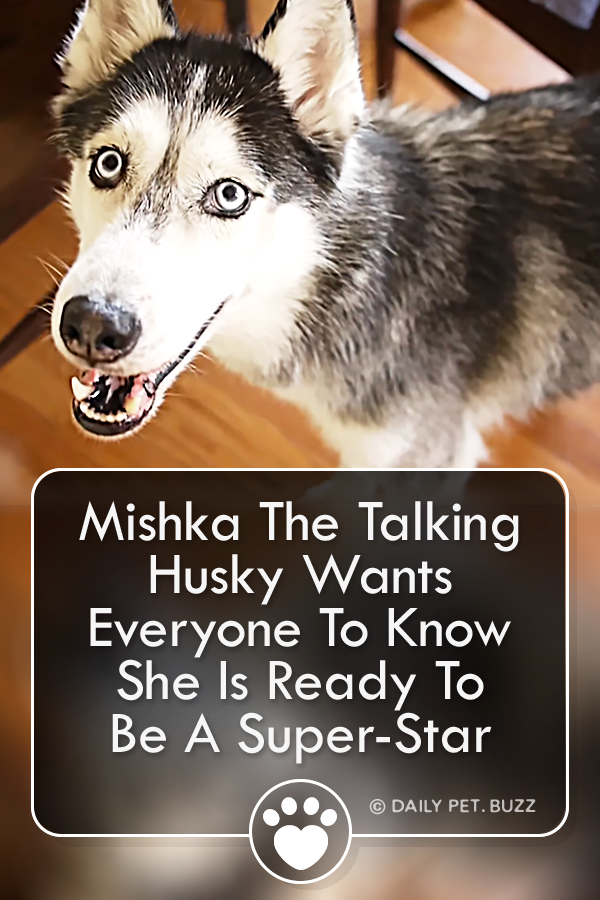 Mishka The Talking Husky Wants Everyone To Know She Is Ready To Be A ...