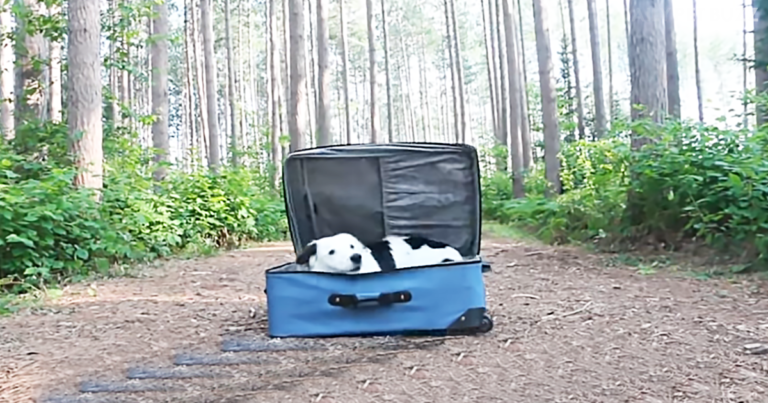 This Talented Traveling Collie Has Some Awesome Talents Including ...
