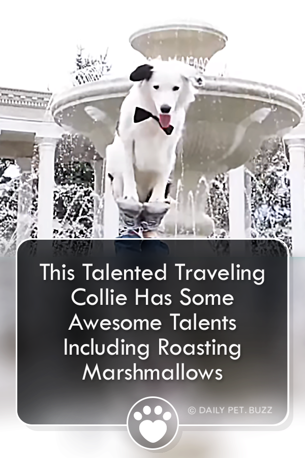 This Talented Traveling Collie Has Some Awesome Talents Including ...