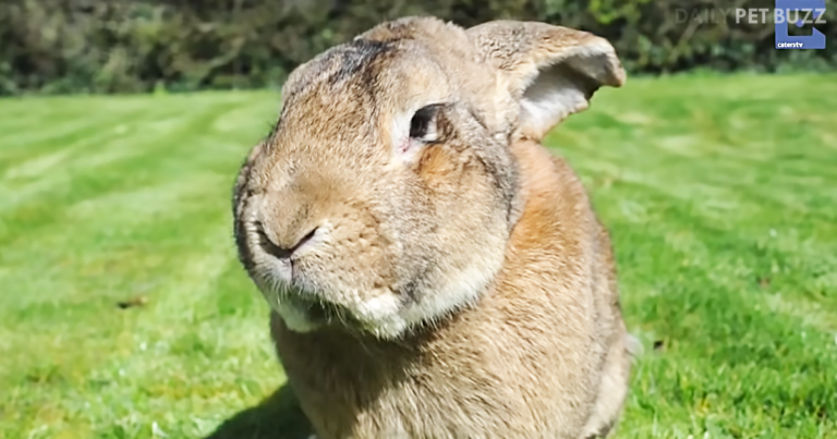 Farmer Brown Would Be Running If He Met This Four-Foot Giant Rabbit In ...