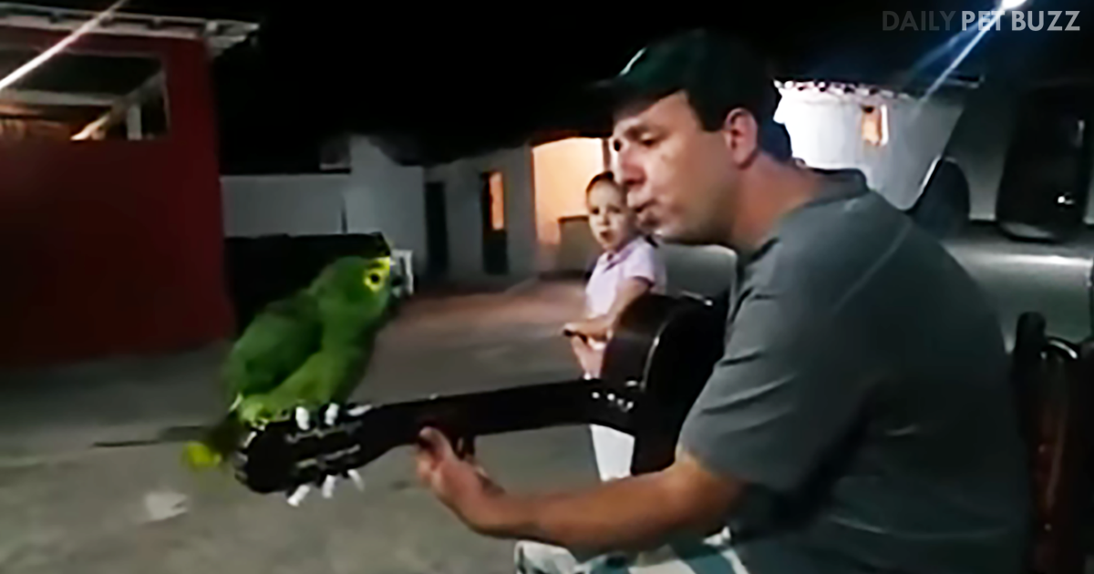 Brazilian Guitarist And His Parrot Perform Catchy Duet Together - Pet Buzz