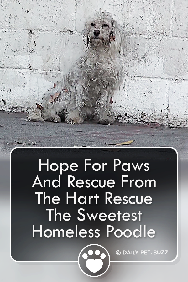 Hope For Paws And Rescue From The Hart Rescue The Sweetest Homeless ...