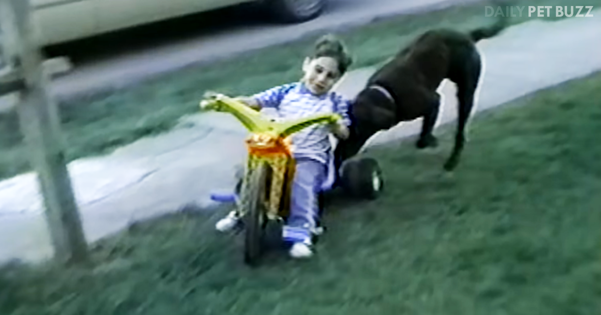 Adorable And Hilarious Compilation Of Animals Being Helpful - Pet Buzz