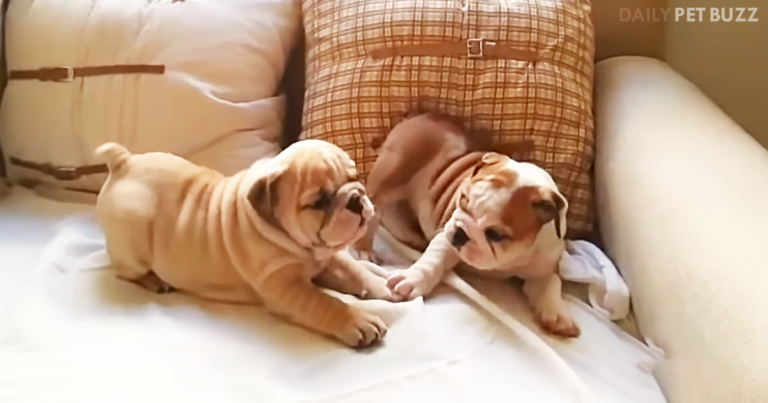 Two Bulldog Brother Puppies Are Having A Disagreement And Cuteness Is ...