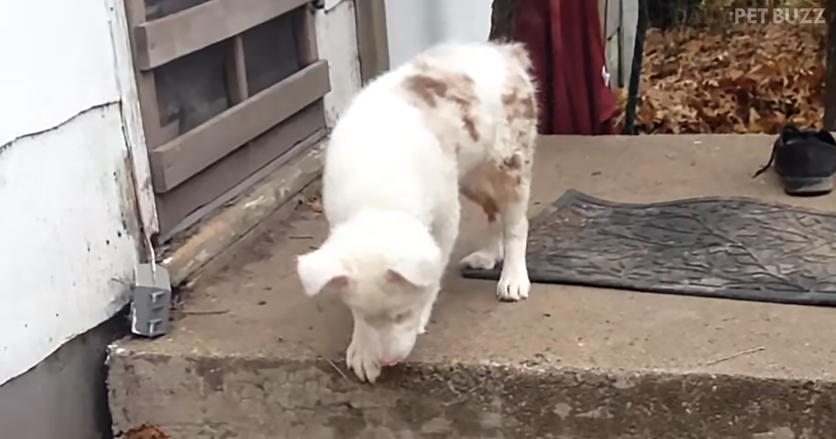 Precious Australian Shepherd Takes Being Deaf And Blind In Stride And ...