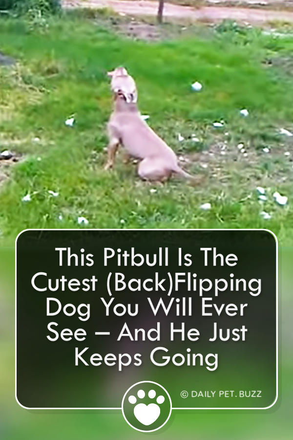 This Pitbull Is The Cutest (Back)Flipping Dog You Will Ever See – And ...