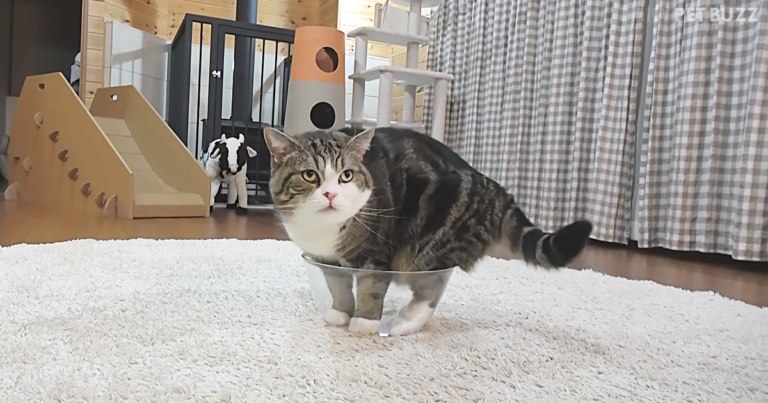Famous Internet Sensation Maru The Cat Snuggles Into Tiny Glass Bowl ...