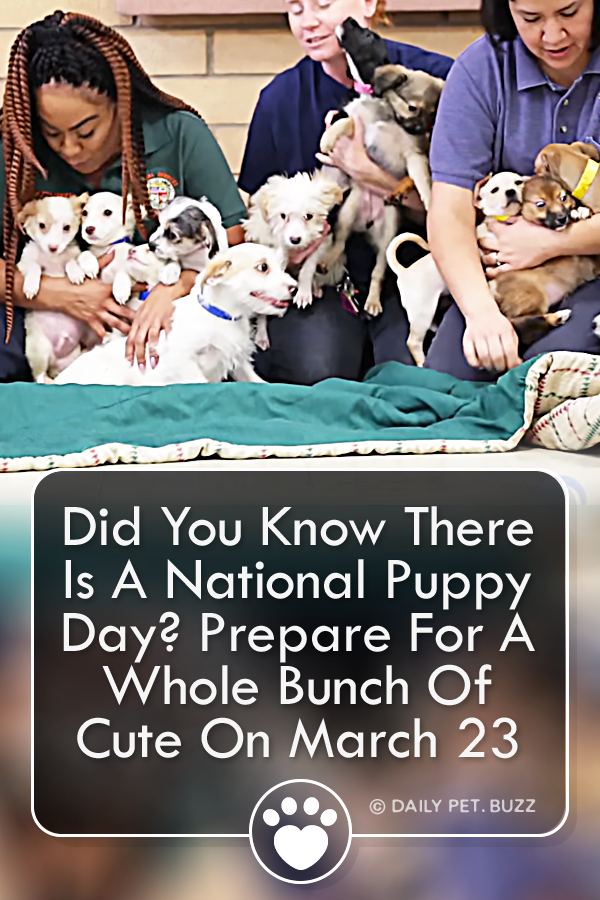 Did You Know There Is A National Puppy Day? Prepare For A Whole Bunch ...