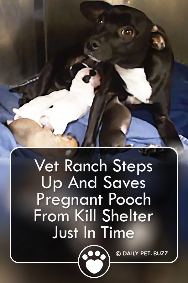Vet Ranch Steps Up And Saves Pregnant Pooch From Kill Shelter Just In ...