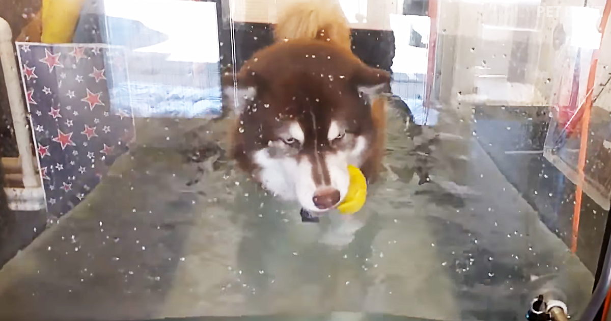 Husky Gets Through His Water Physiotherapy With The Help Of His Rubber ...