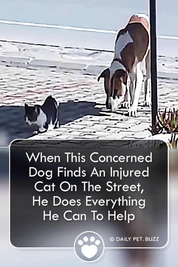 When This Concerned Dog Finds An Injured Cat On The Street, He Does ...