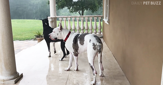 Max And Katie The Great Danes Are Entranced By A Thunderous Florida ...