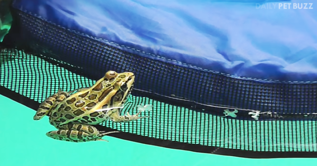 This Man’s Invention Will Save Hundreds Of Frogs From Drowning In Pools ...
