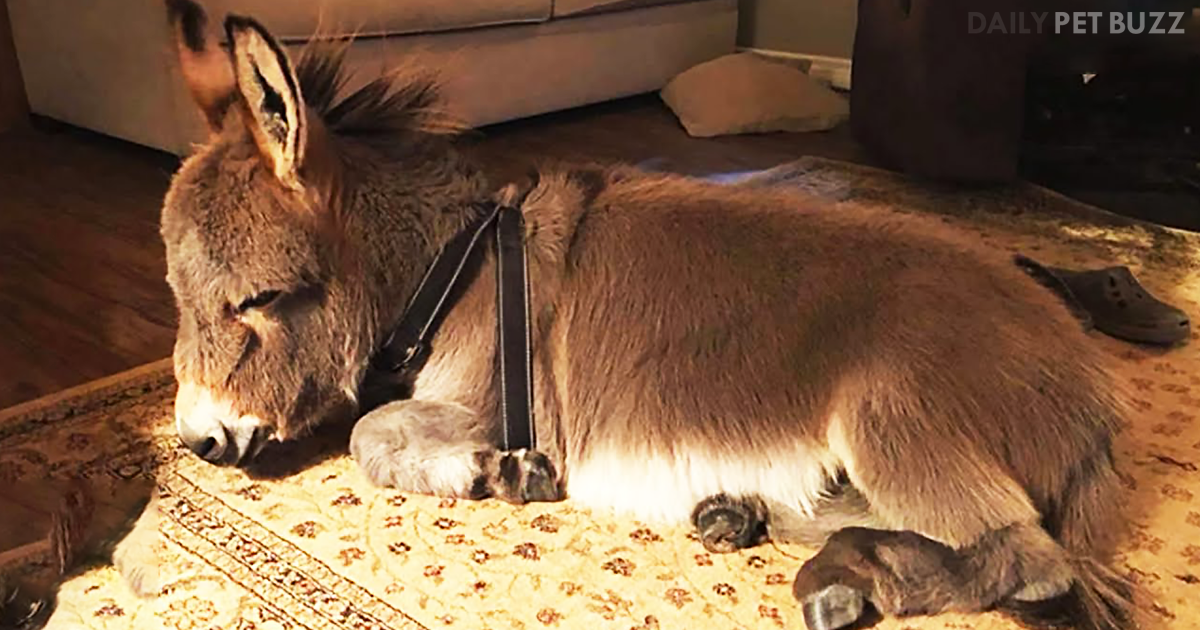 This Little Donkey Lives In The House And Thinks He’s A Dog – Pet Buzz