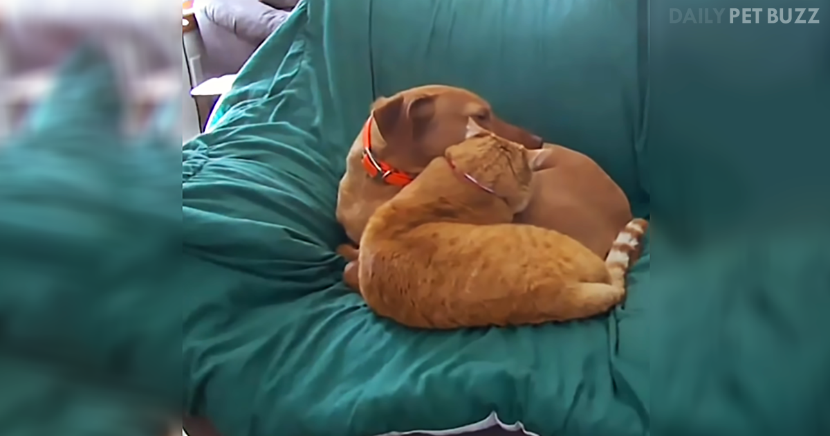 Emotional Support Cat Comforts Anxious Dog When Parents Go Off To Work ...