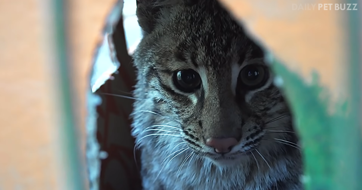 Adorable Little Bobcat Explores His New Kitty Cardboard Castle – Pet Buzz