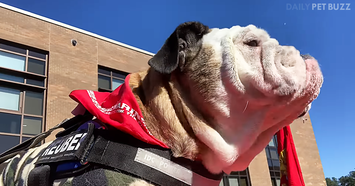 Reuben The Bulldog Rode A Parade Float And Charmed The Audience | Pet Buzz