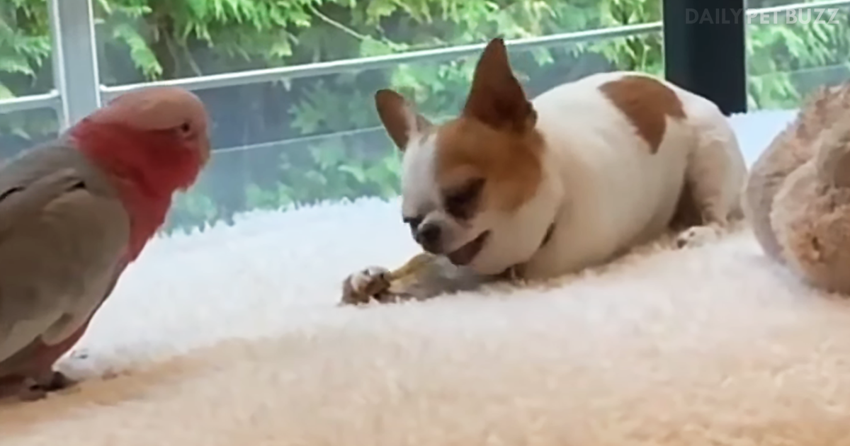 Sneaky Parrot Steals Chihuahua’s Treat At The Perfect Moment – Pet Buzz