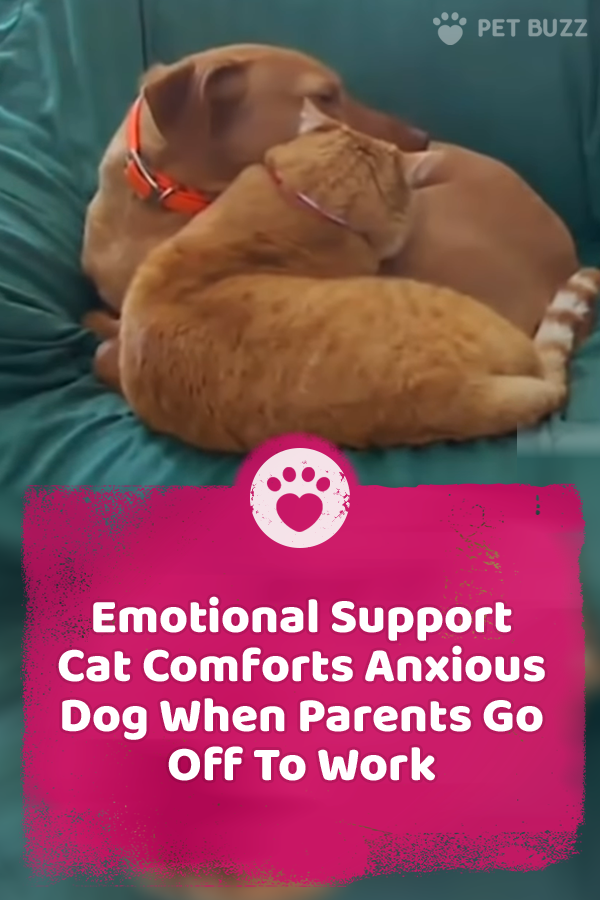 Emotional Support Cat Comforts Anxious Dog When Parents Go Off To Work ...