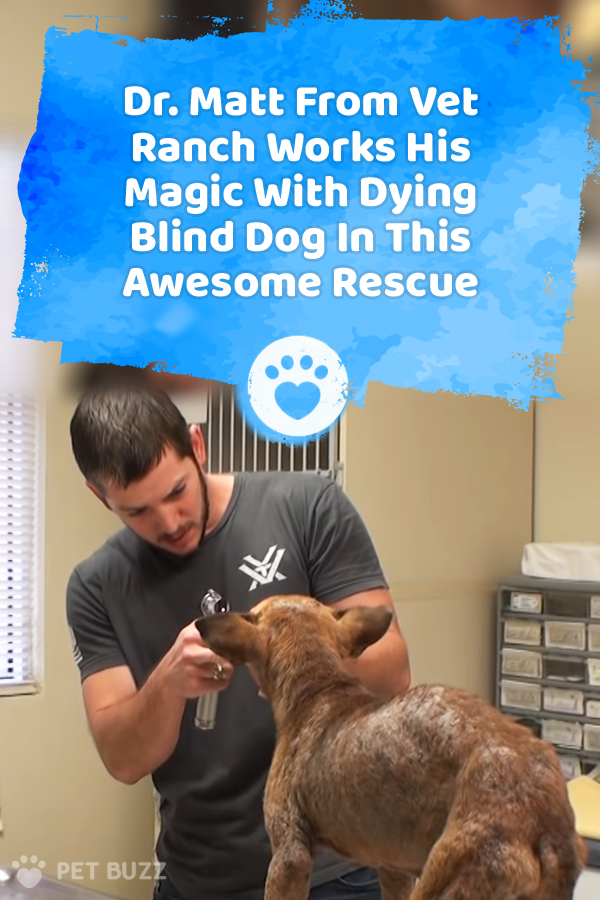 Dr. Matt From Vet Ranch Works His Magic With Dying Blind Dog In This ...
