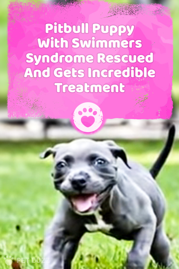 Pitbull Puppy With Swimmers Syndrome Rescued And Gets Incredible ...