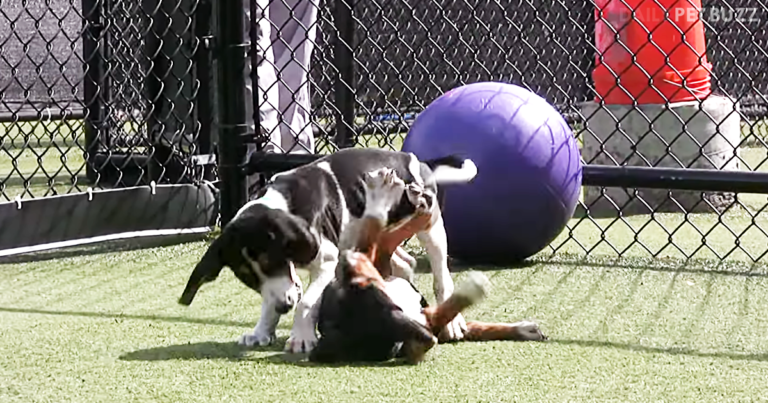Want To Know What Pure Puppy Joy And Energy Looks Like? Watch These ...