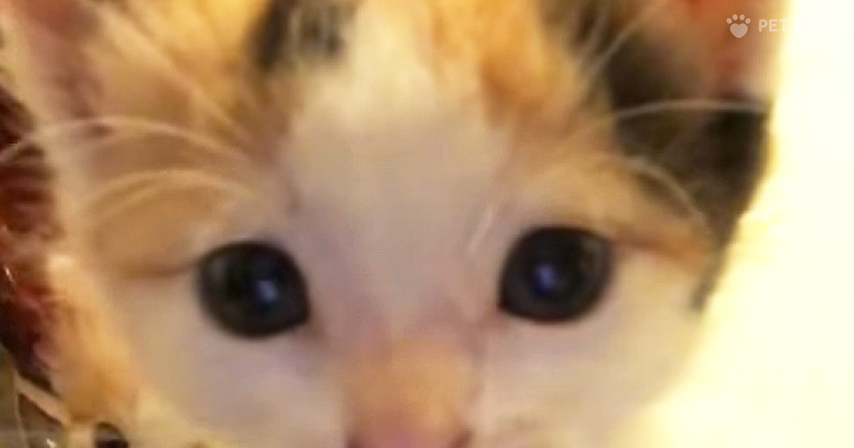 Adorable Little Kitten Discovers The Selfie Camera And The Internet ...