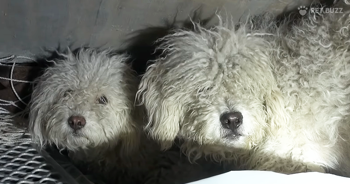 Hope For Paws Rescue Frightened And Homeless Sibling Dogs Hiding Out In ...