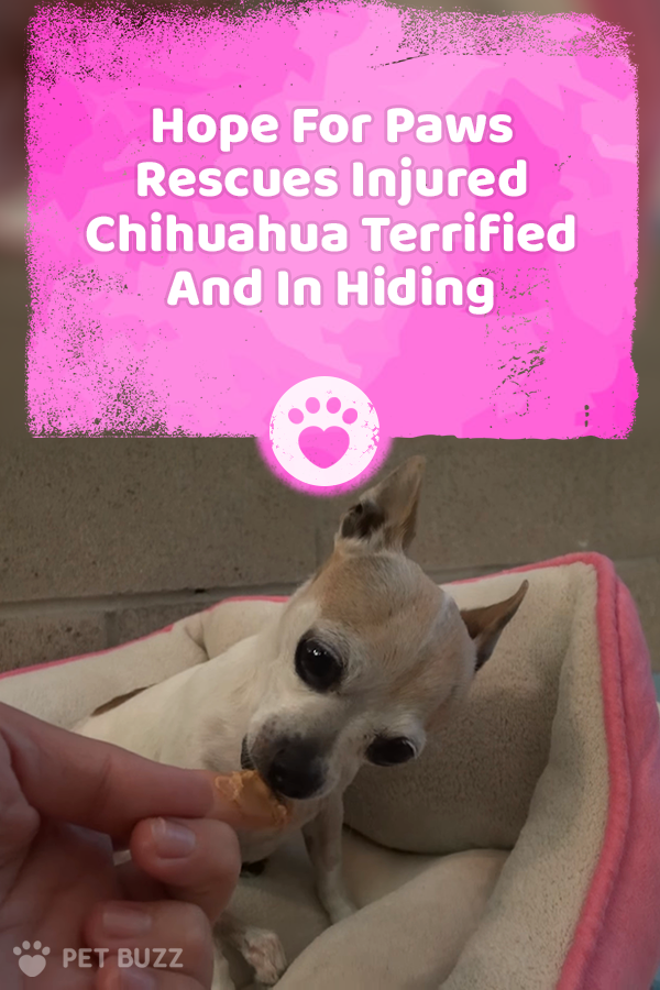 Hope For Paws Rescues Injured Chihuahua Terrified And In Hiding – Pet Buzz