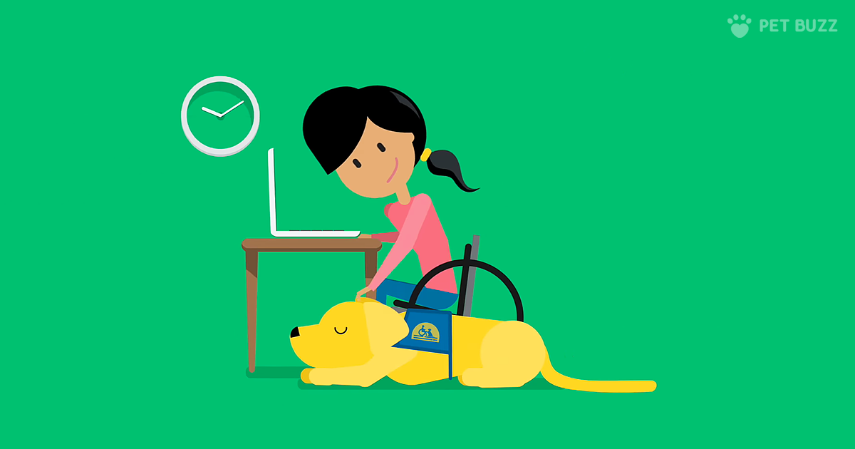 Learn How Specially-Raised Puppies Are Trained To Be Assistance Dogs ...