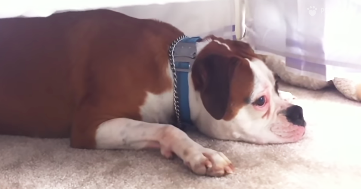 Loving Boxer Soothes Newborn Baby When She Cries For The First Time ...