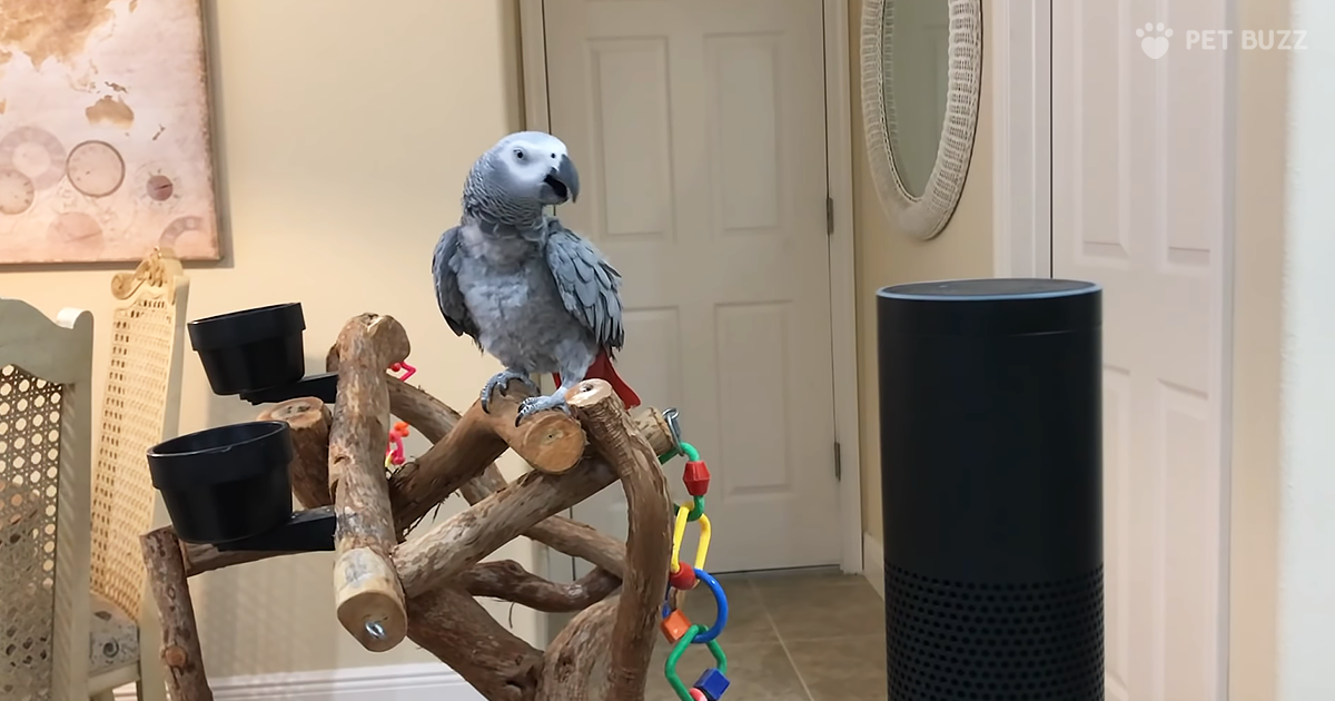 Meet Petra, The African Grey Parrot Who Chats Up A Storm With Alexa ...