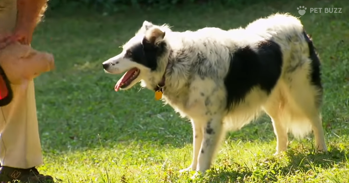 Fascinating Facts About How A Dog Sees The World – Pet Buzz