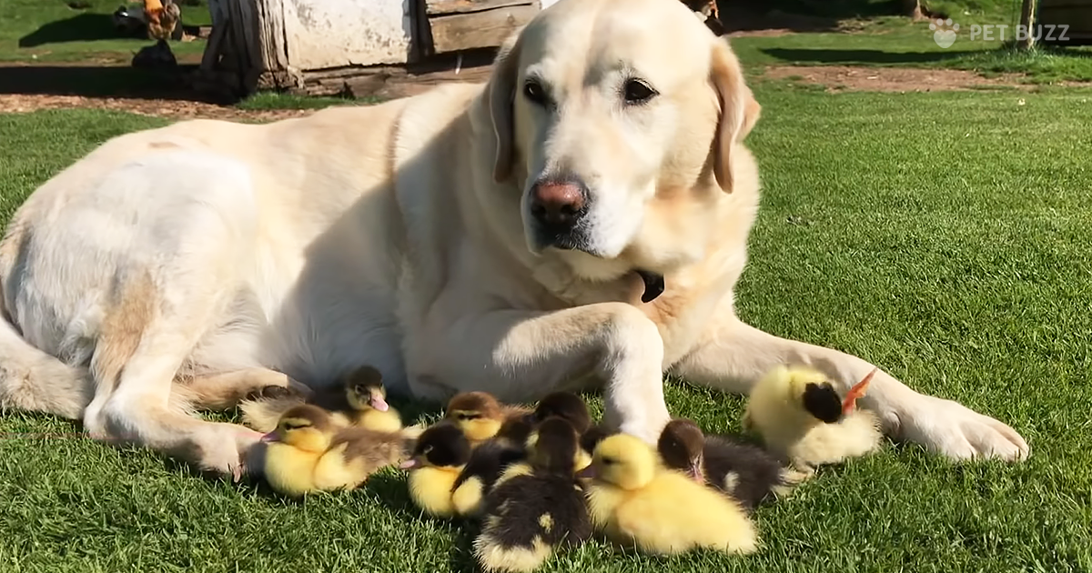 A Yellow Labrador Becomes Adopted Dad To Nine Adorable Ducklings – Pet Buzz