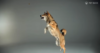 This Incredible Commercial Shows Dogs Jumping In Slow Motion – Pet Buzz