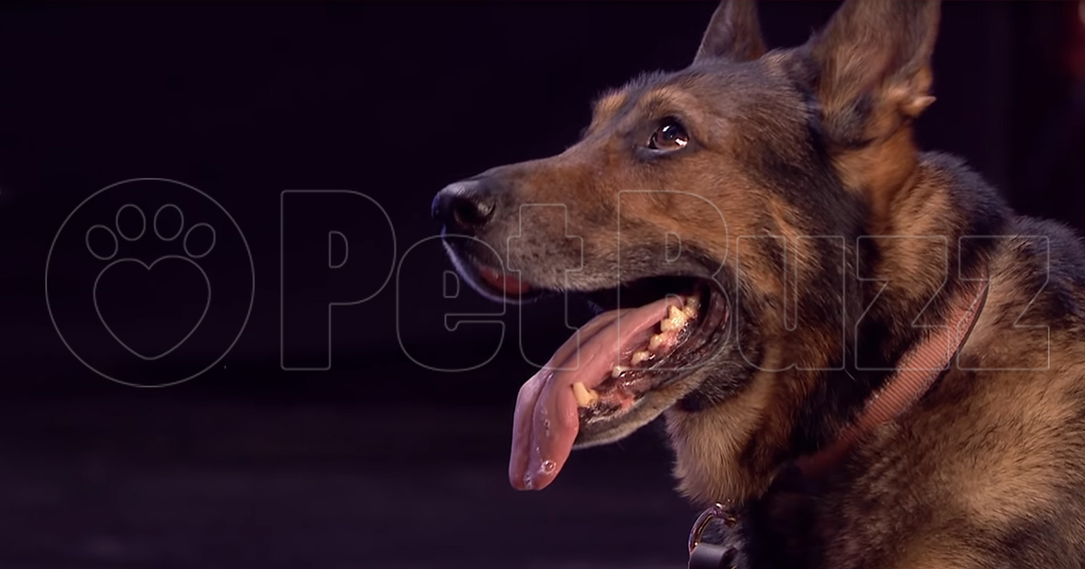 Psychic Police Dog Shocks Judges With His Incredible Telepathy Skills ...