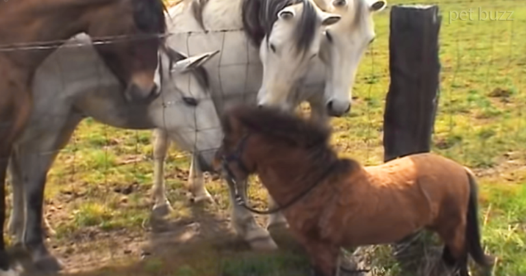 Cheeky Mini-Stallion Trots Up To The Fence and All The Horses Fall In ...
