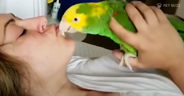 Hilarious Parrot Sings Opera To His Mom, Takes Trips Around The World ...