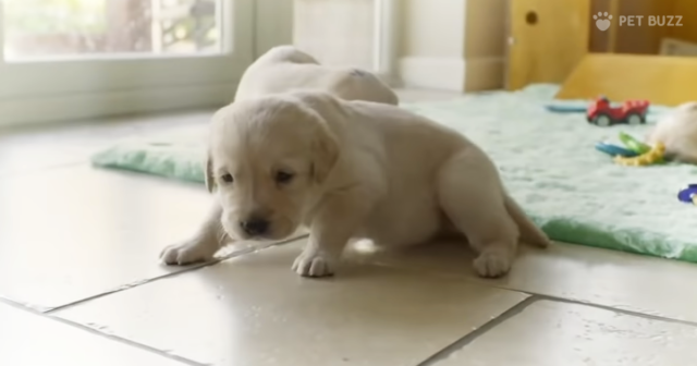 Fascinating Facts About How A Dog Sees The World – Pet Buzz