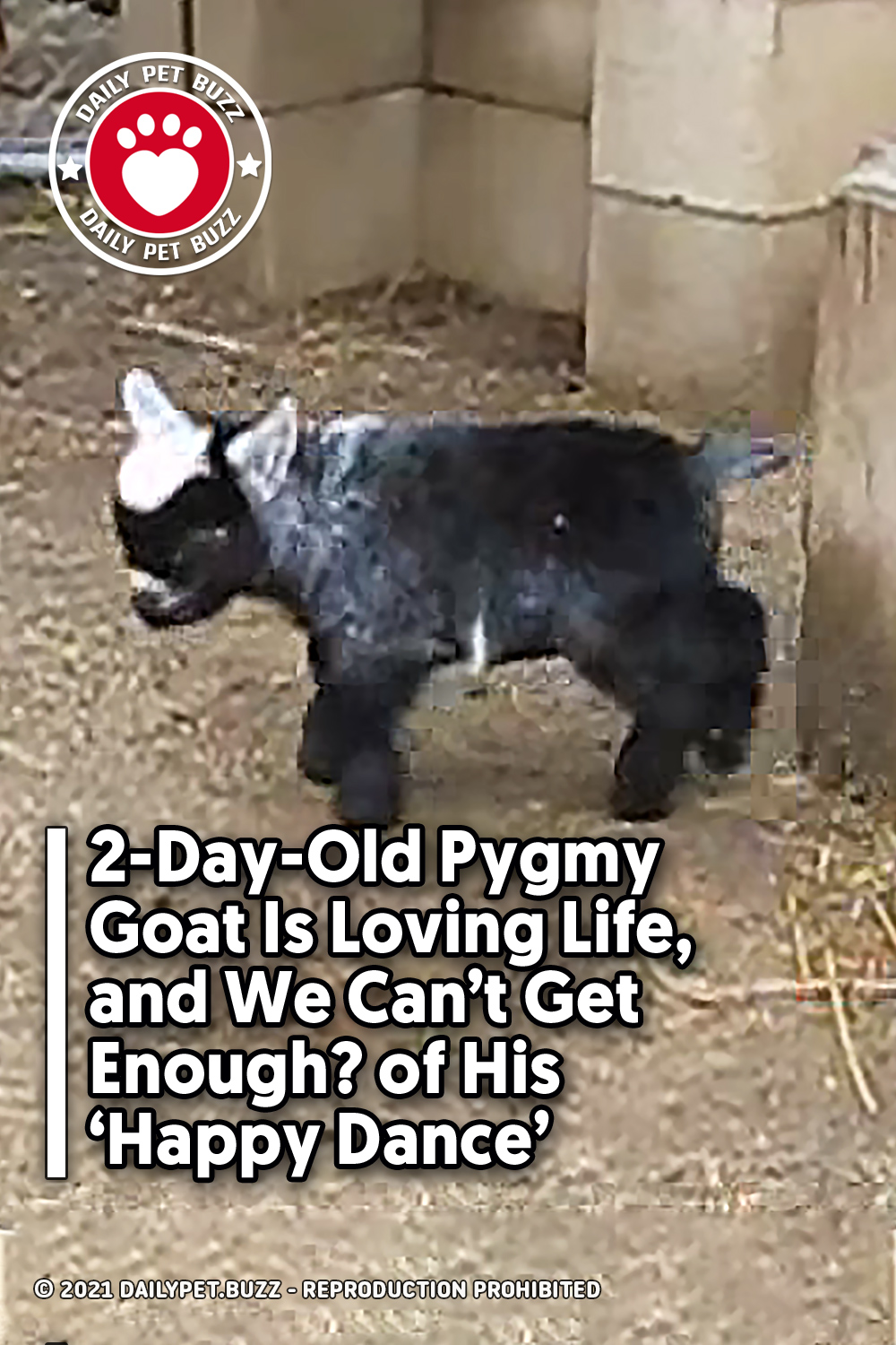 2-Day-Old Pygmy Goat Is Loving Life, and We Can’t Get Enough of His ...