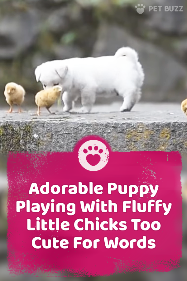 Adorable Puppy Playing With Fluffy Little Chicks Too Cute For Words ...