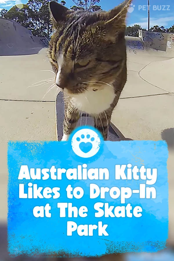 Australian Kitty Likes to “Drop-In” at The Skate Park – Pet Buzz