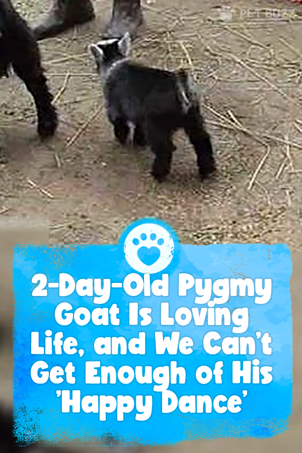 2-Day-Old Pygmy Goat Is Loving Life, and We Can’t Get Enough of His ...