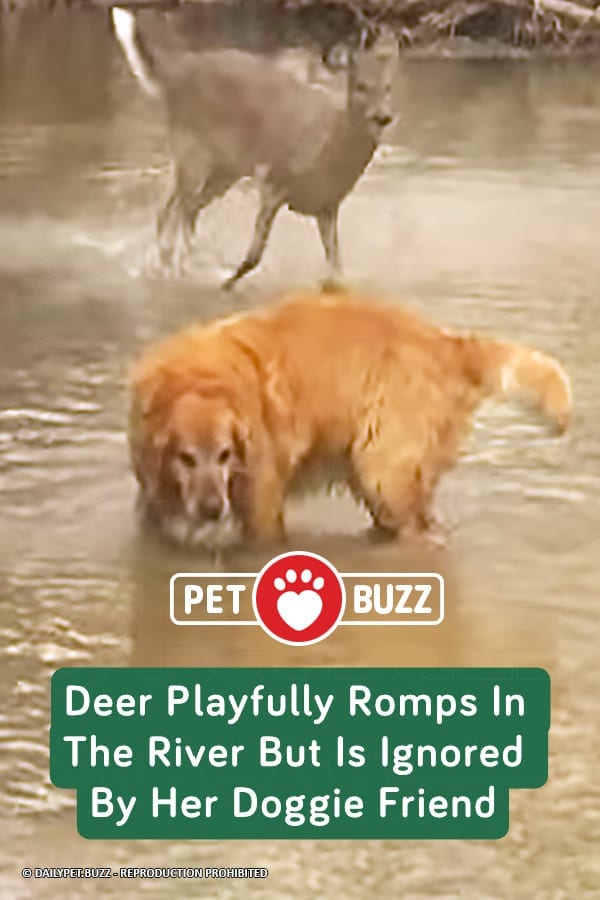 Deer Playfully Romps In The River But Is Ignored By Her Doggie Friend ...