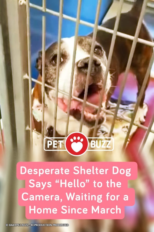Desperate Shelter Dog Says “Hello” to the Camera, Waiting for a Home ...