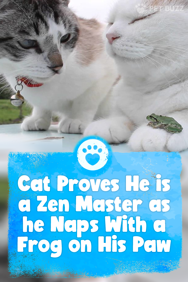 Cat Proves He is a Zen Master as he Naps With a Frog on His Paw | Pet Buzz