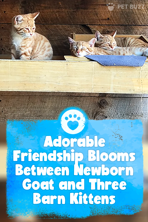 Adorable Friendship Blooms Between Newborn Goat and Three Barn Kittens ...