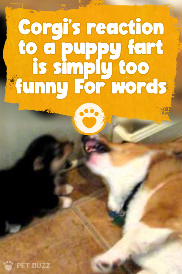 Corgi’s Reaction to A Puppy Fart Is Simply Too Funny for Words – Pet Buzz