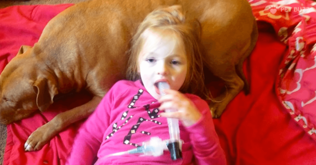 Karma, The Pitbull, Is Protector And BFF With Lacy, A Sweet Little Girl ...